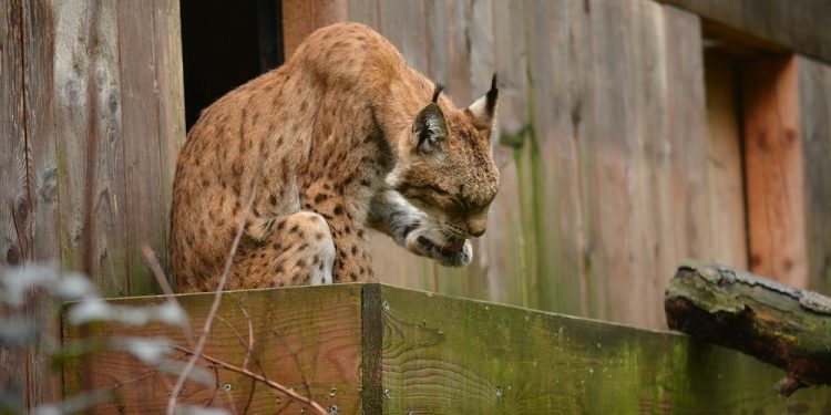Dziś międzynarodowy dzień rysia. To gatunek bardzo rzadki w Polsce