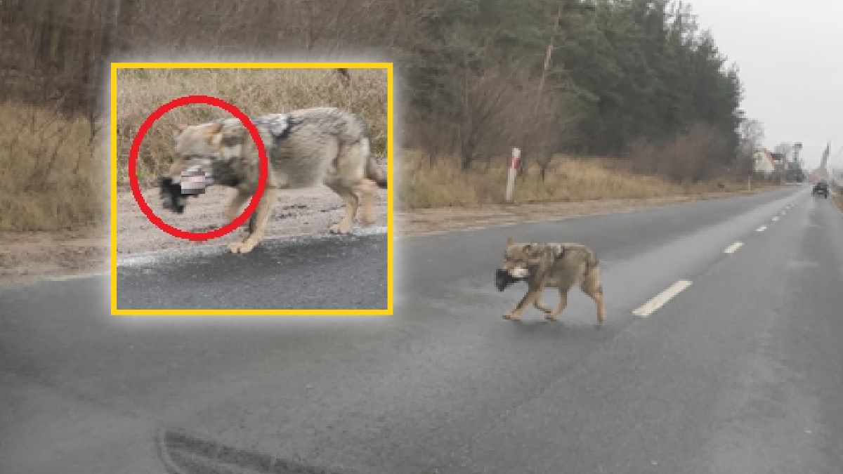 Wilk z głową psa w pysku. Zdjęcia wstrząsnęły internautami. Leśnik apeluje